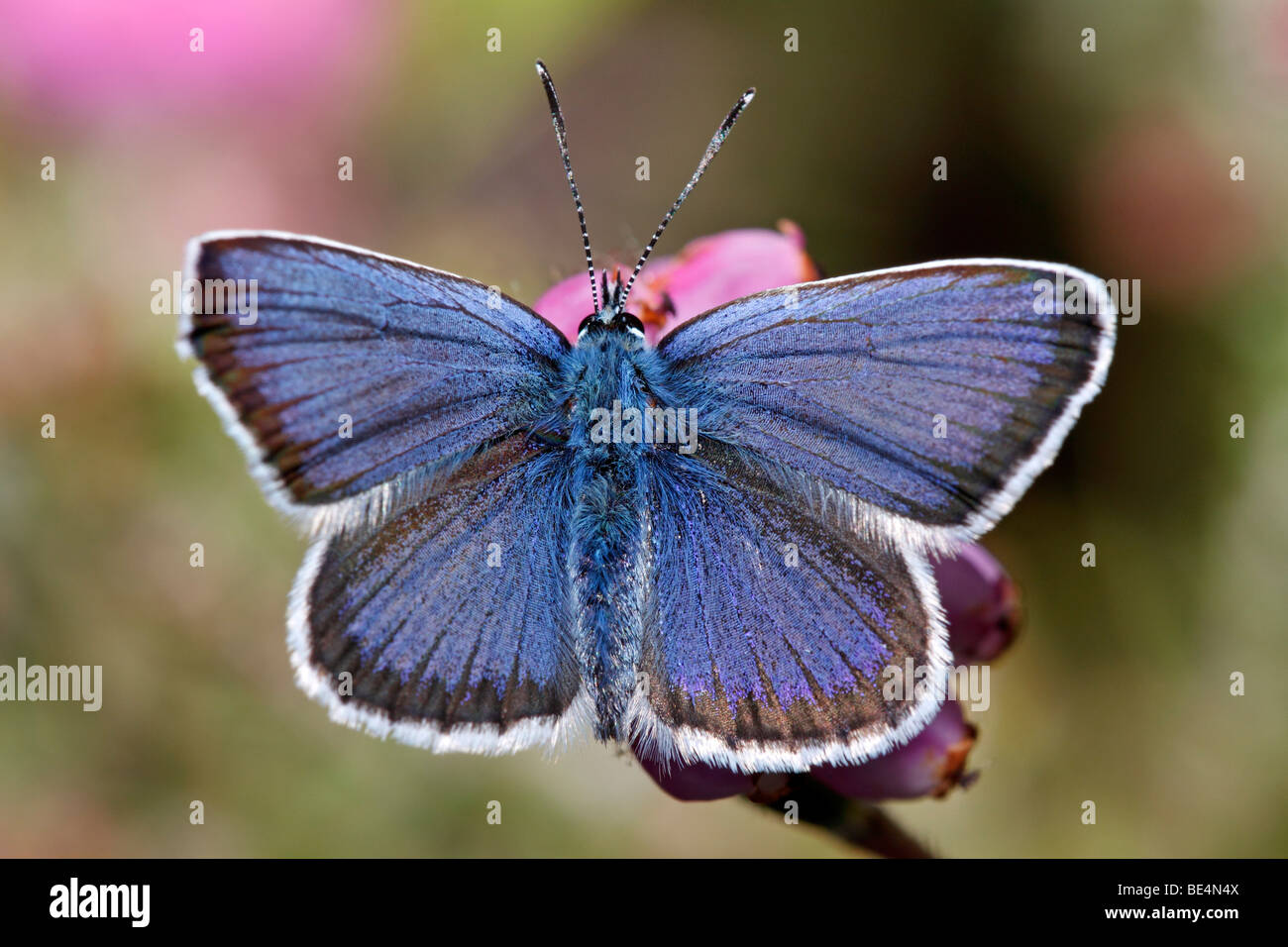 Male Silver-studded Blue (Plebejus argus) (Plebeius argus) butterfly ...