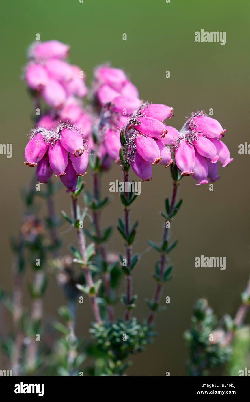 Flowering Cross-Leaved Heath (Erica tetralix Stock Photo - Alamy
