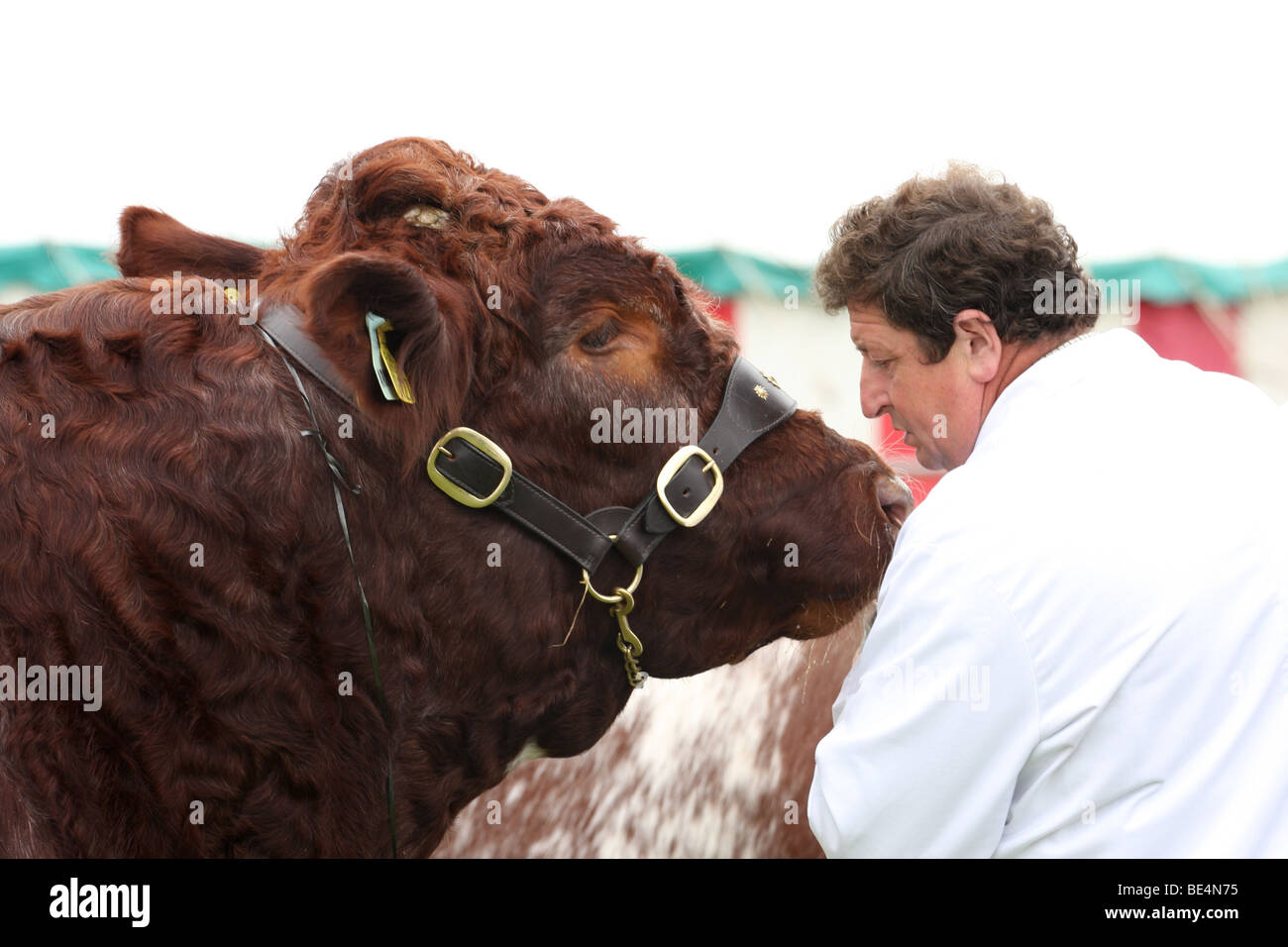 Bull being shown at Nidderdale Show Stock Photo - Alamy
