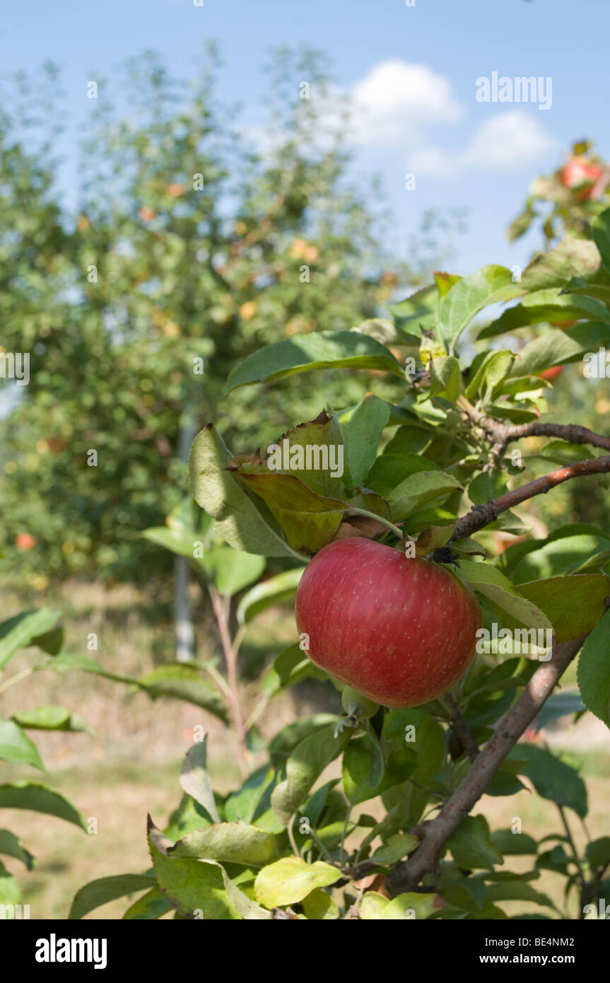 Apple hanging from tree hi-res stock photography and images - Alamy