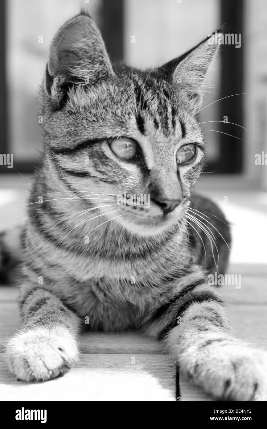 Mono cat hi-res stock photography and images - Alamy