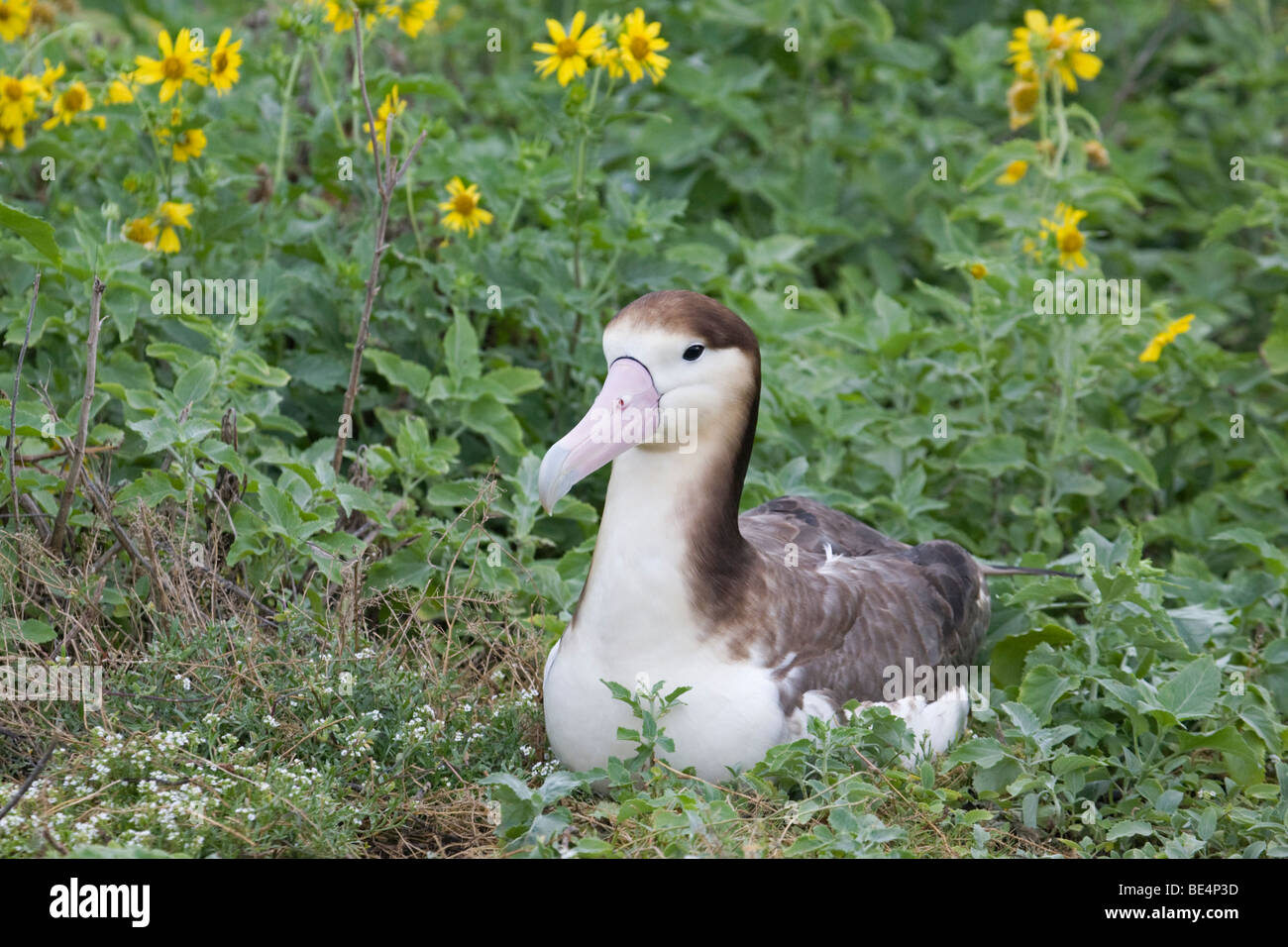 Short tailed albatross hi-res stock photography and images - Alamy