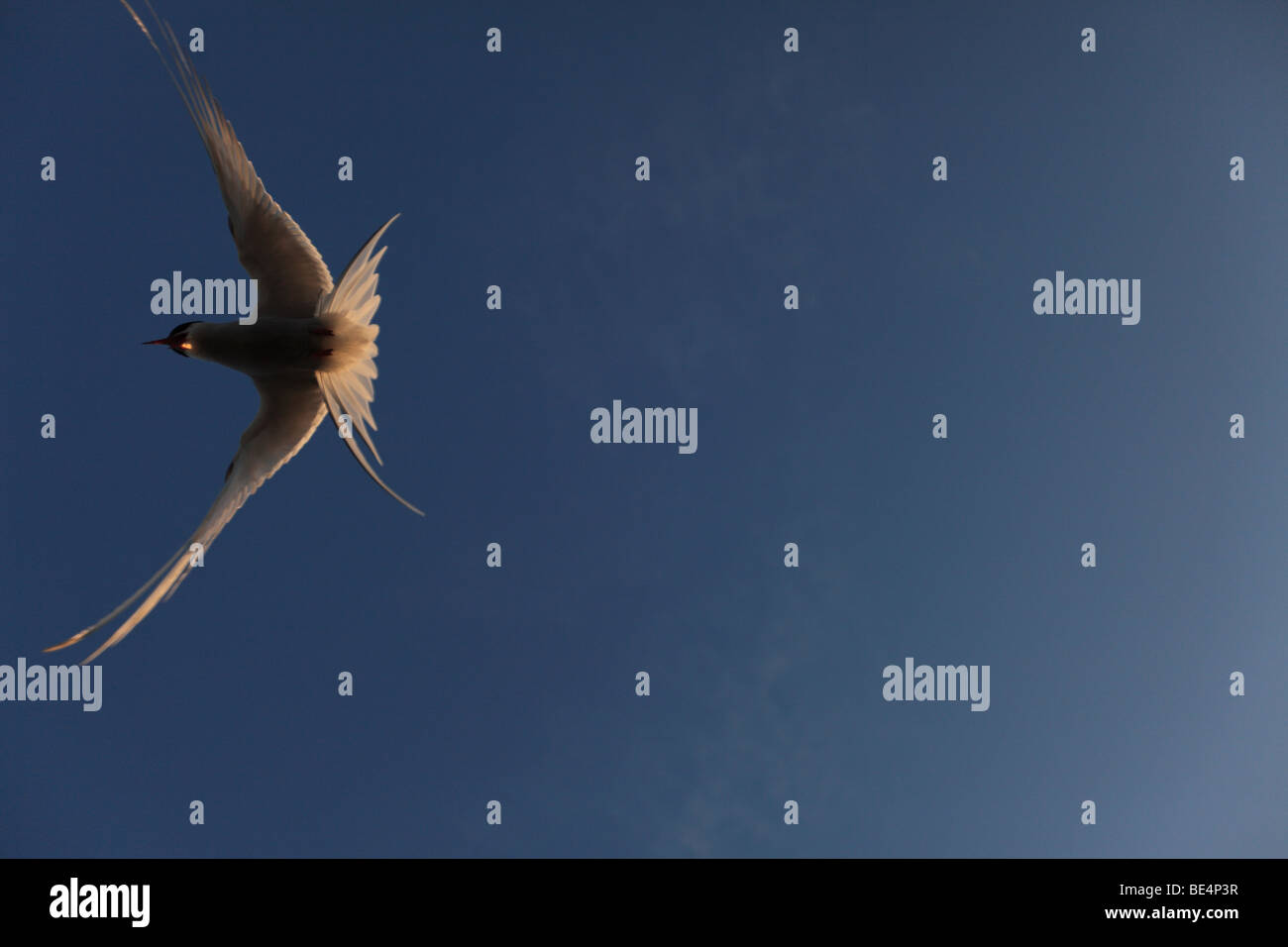 Arctic tern flying Stock Photo - Alamy