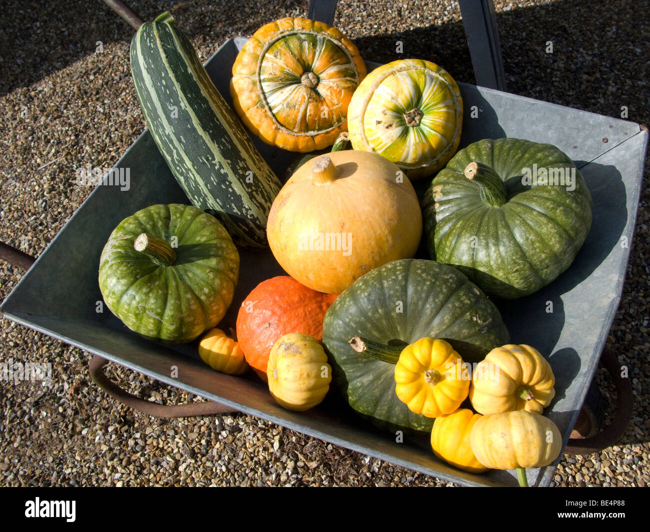 Varieties of marrow and squashes displayed in a wheelbarrow in the ...