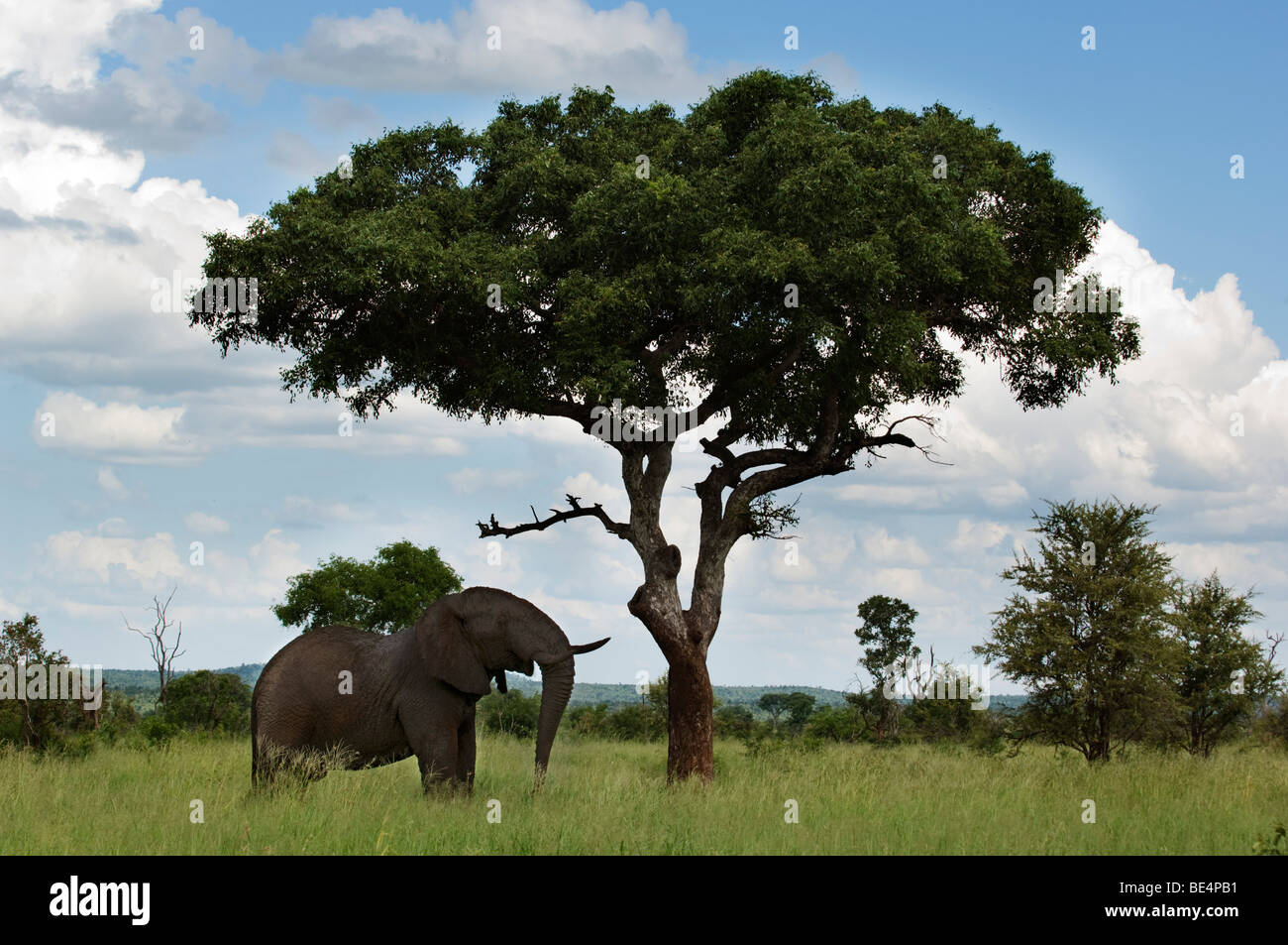 Marula tree hi-res stock photography and images - Alamy