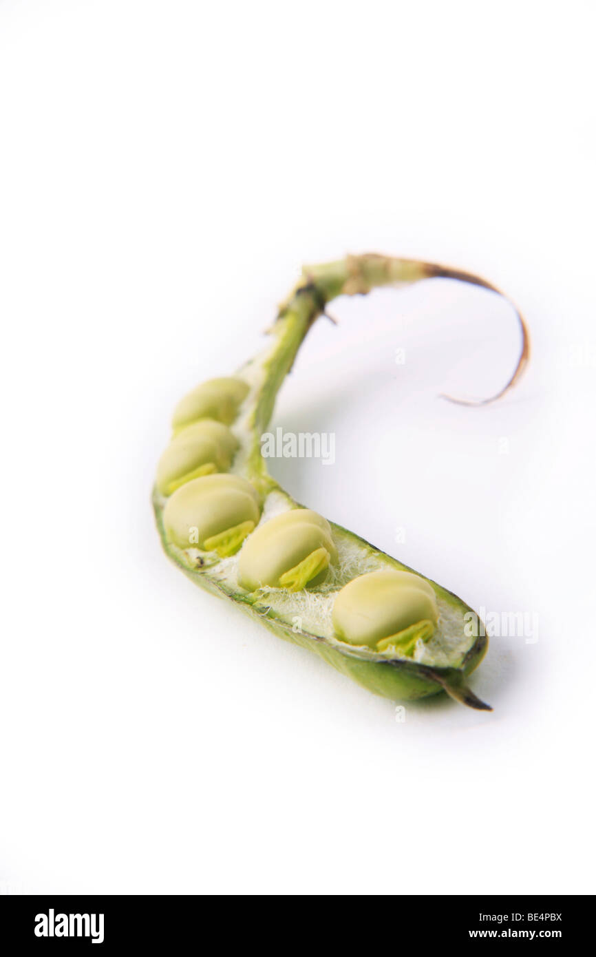 Broad Bean Pods Beans High Resolution Stock Photography and Images - Alamy
