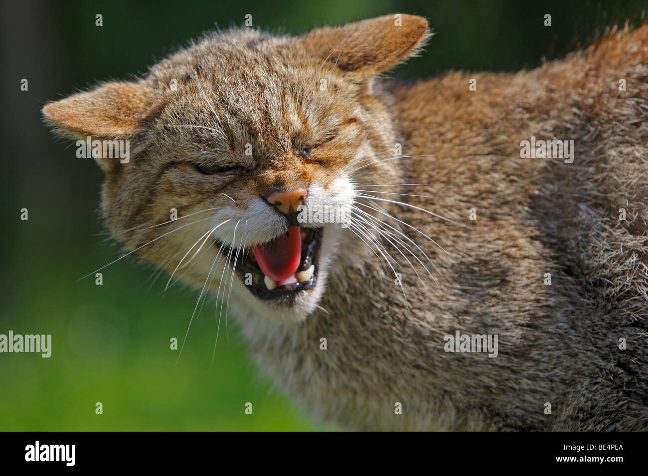 Snarling cat hi-res stock photography and images - Alamy