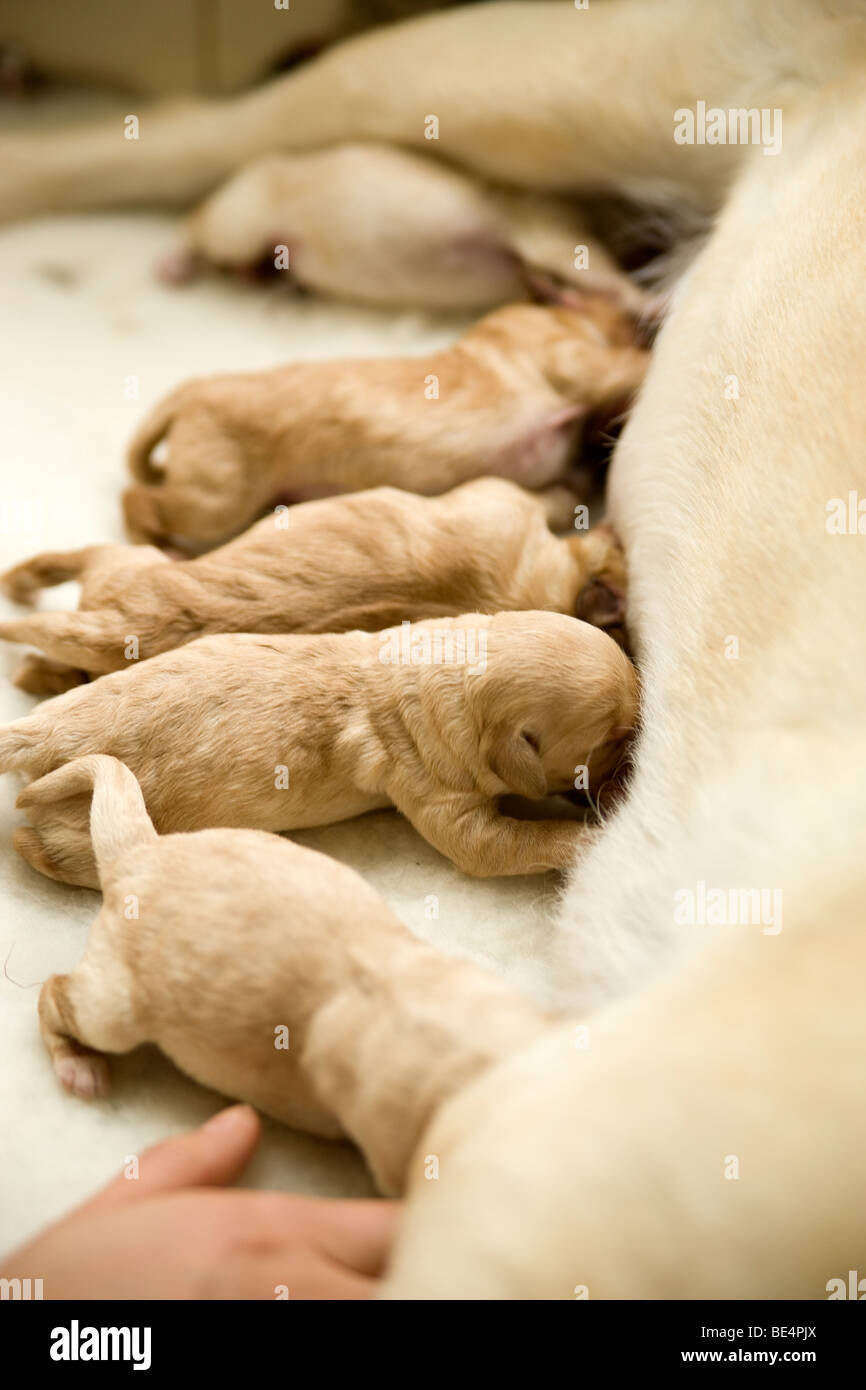 New born Puppies Feeding Stock Photo - Alamy