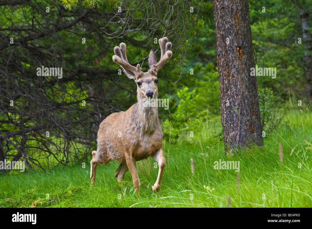 Elk;Canada;Alberta;Banff National Park;Elk;wapiti cervus; or elaphus ...