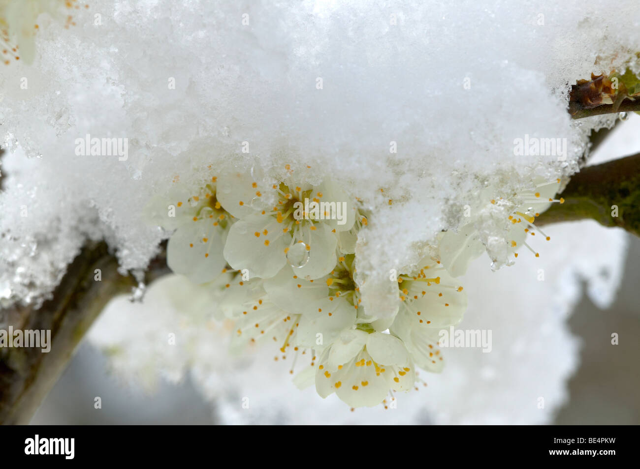 Pear tree blossom hi-res stock photography and images - Alamy