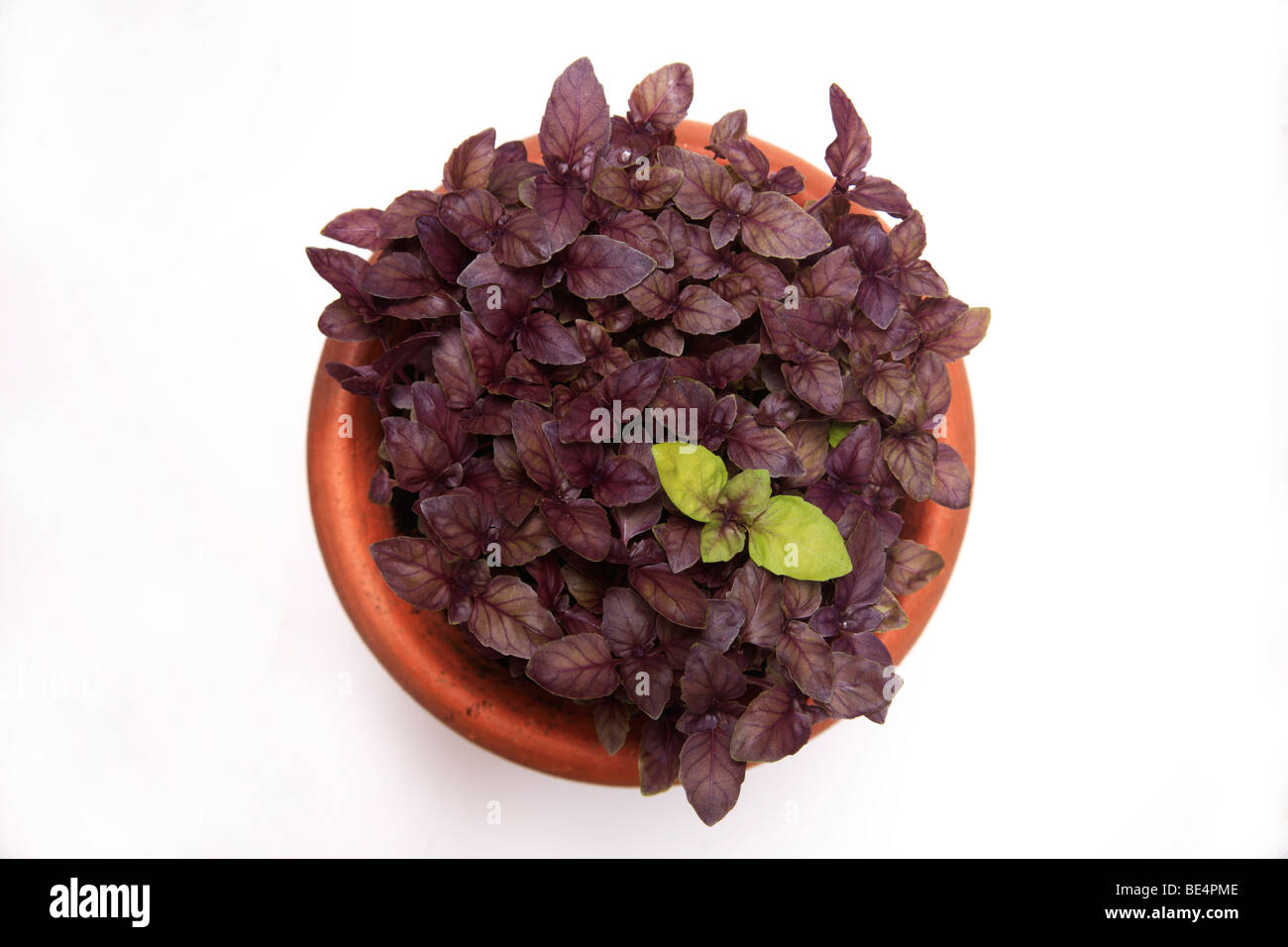 Red Basil in a Pot on white background Stock Photo - Alamy