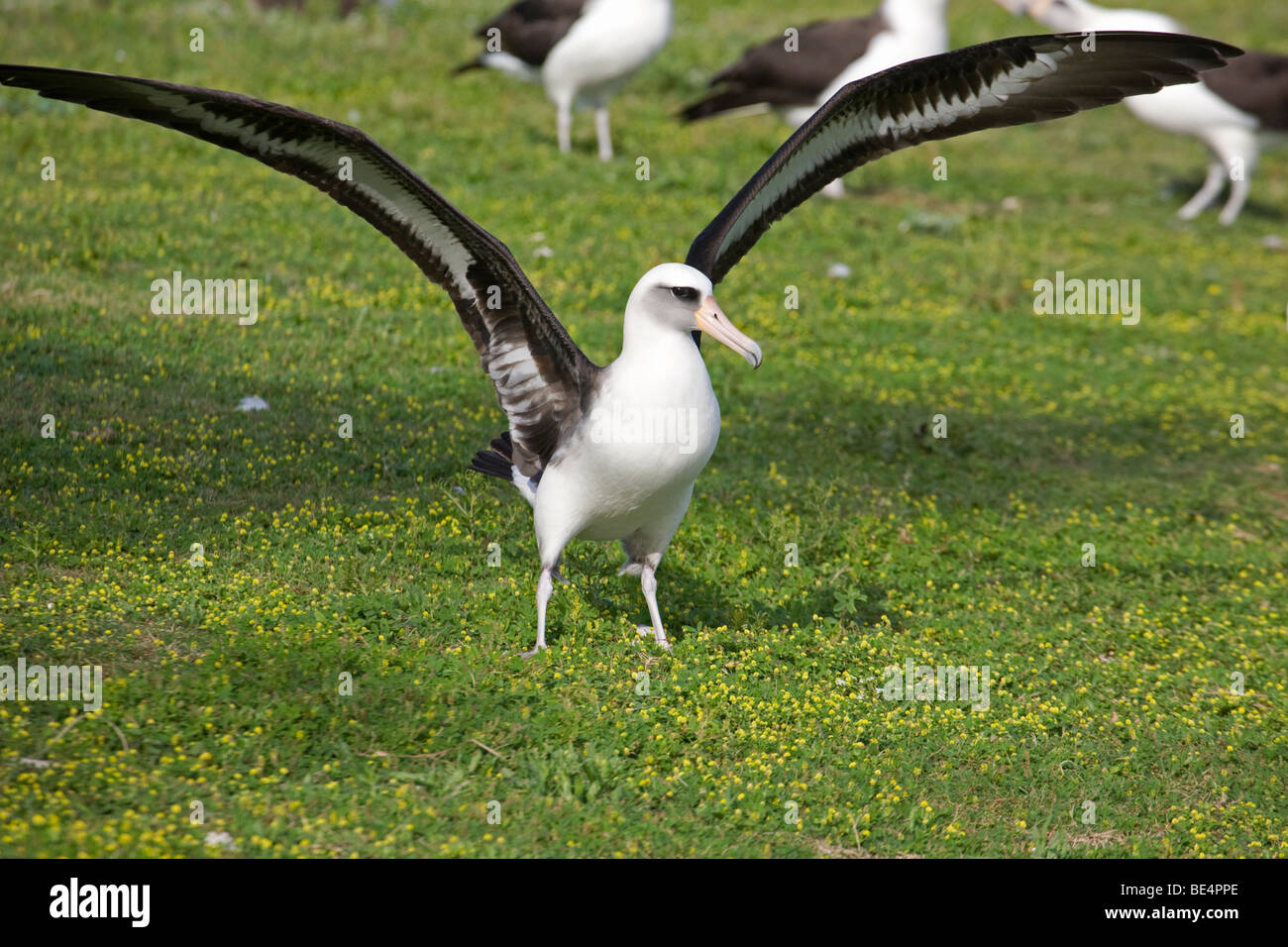 Laysan Albatross, Midway Atoll Stock Photo - Alamy