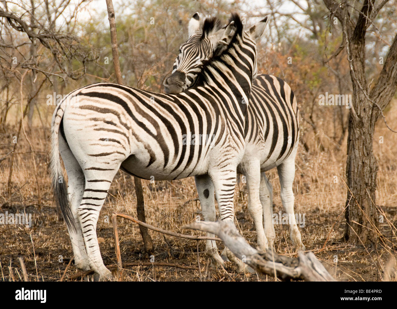 Grooming zebras hi-res stock photography and images - Alamy