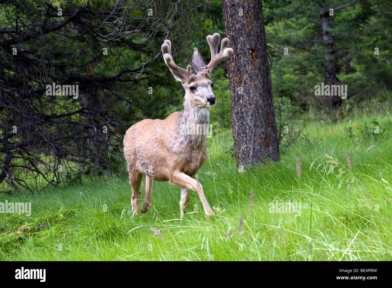 Elk;Canada;Alberta;Banff National Park;Elk;wapiti cervus; or elaphus ...
