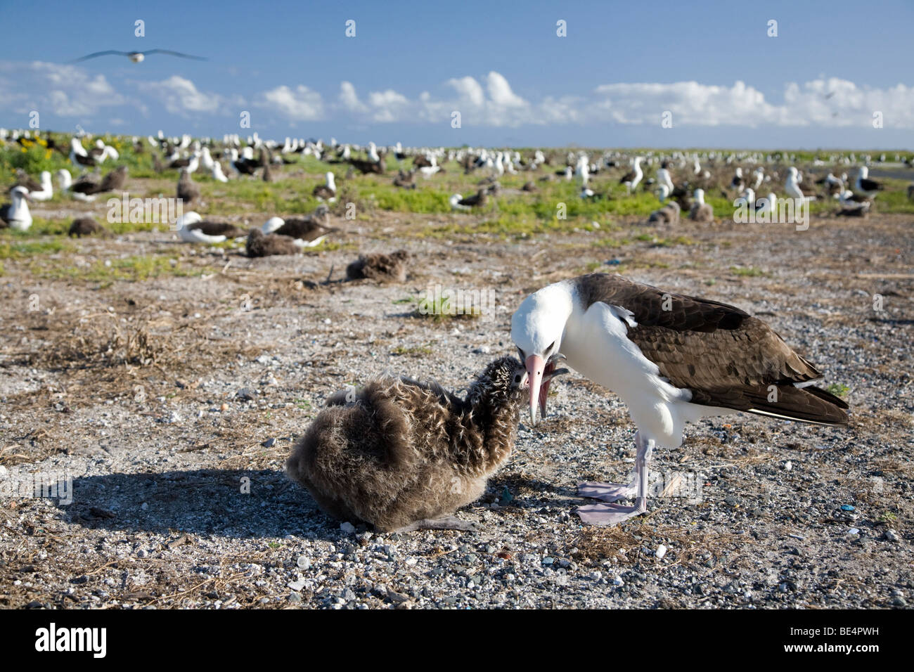 Laysan Albatross parent feeding young chick in albatross colony on ...