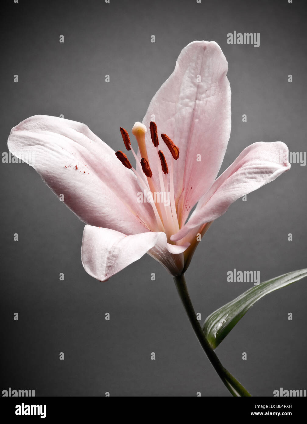 Delightful detail hi-res stock photography and images - Alamy