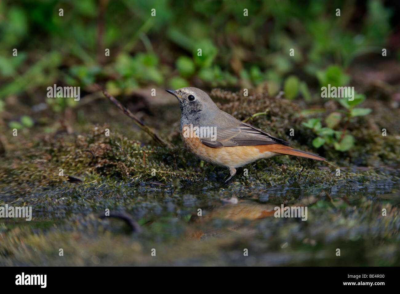 Juvenile redstart hi-res stock photography and images - Alamy
