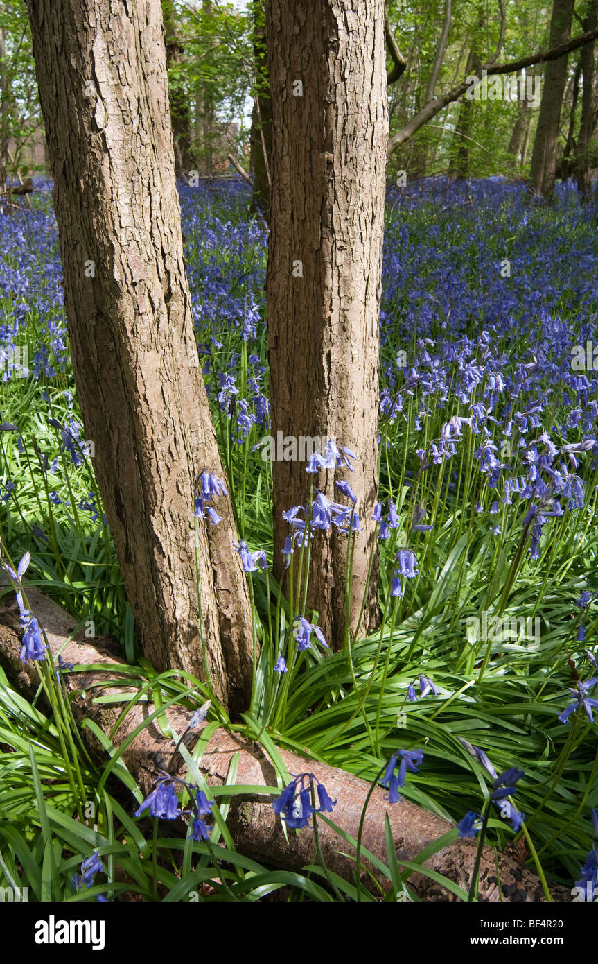 Two bluebells hi-res stock photography and images - Alamy