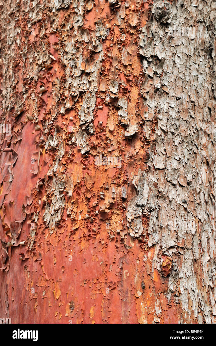 Madrone tree hi-res stock photography and images - Alamy