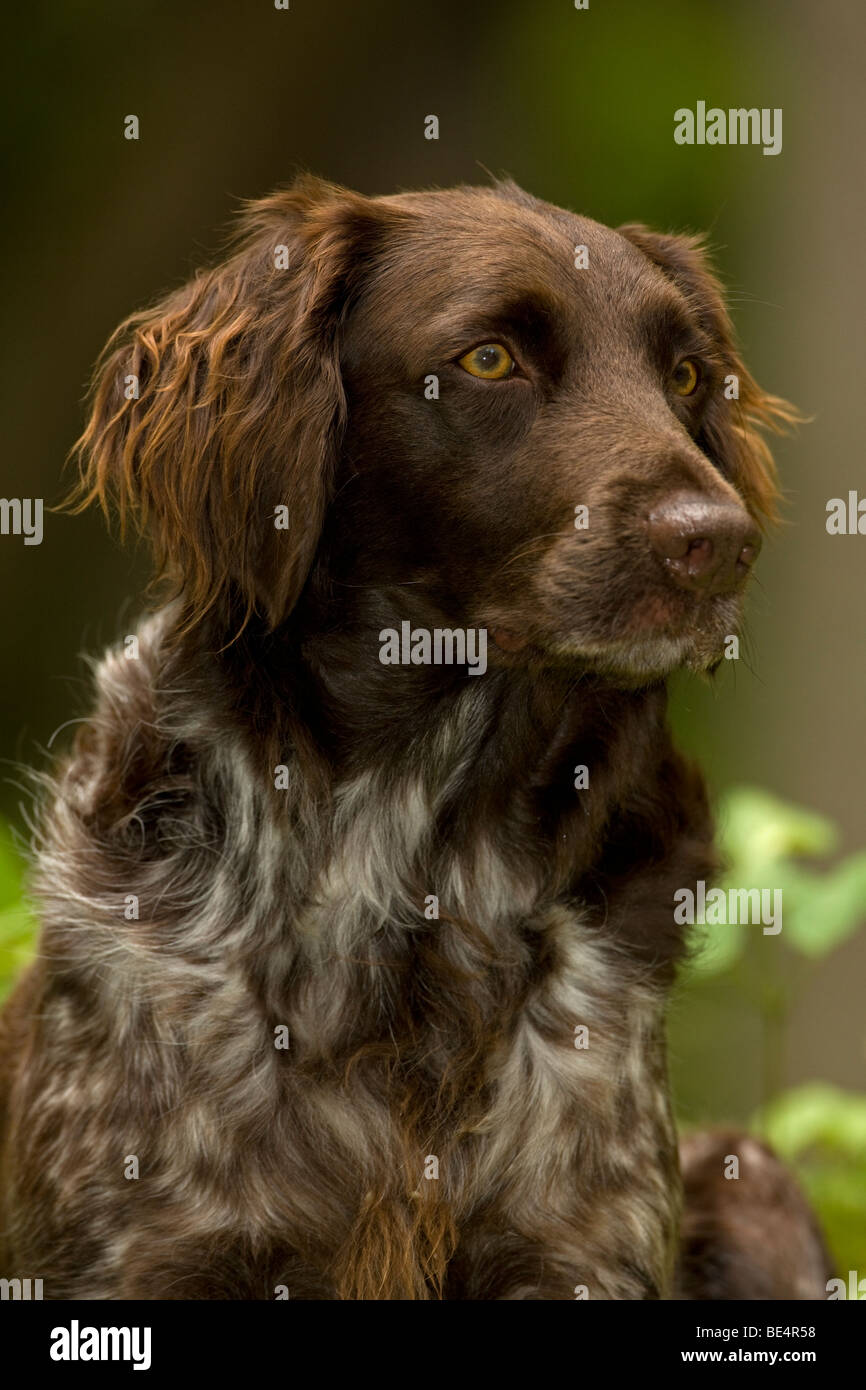 Dog - Small Munsterlander (Kleiner Munsterlander) - Portrait -Wisconsin ...