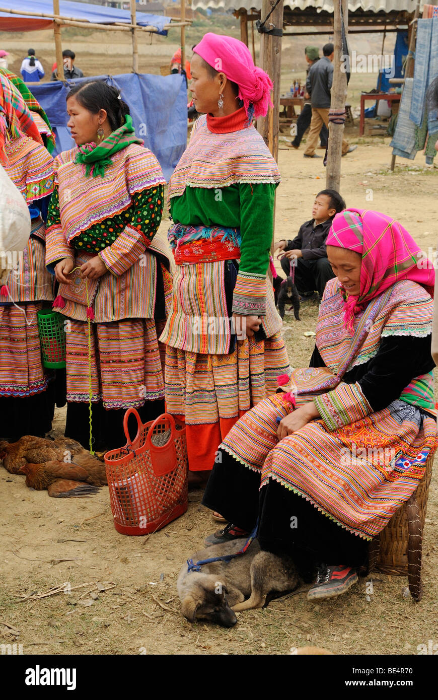 Hmong hund hi-res stock photography and images - Alamy