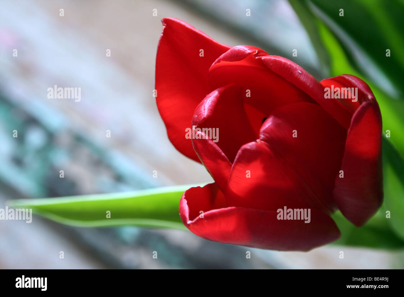 One single tulip hi-res stock photography and images - Alamy