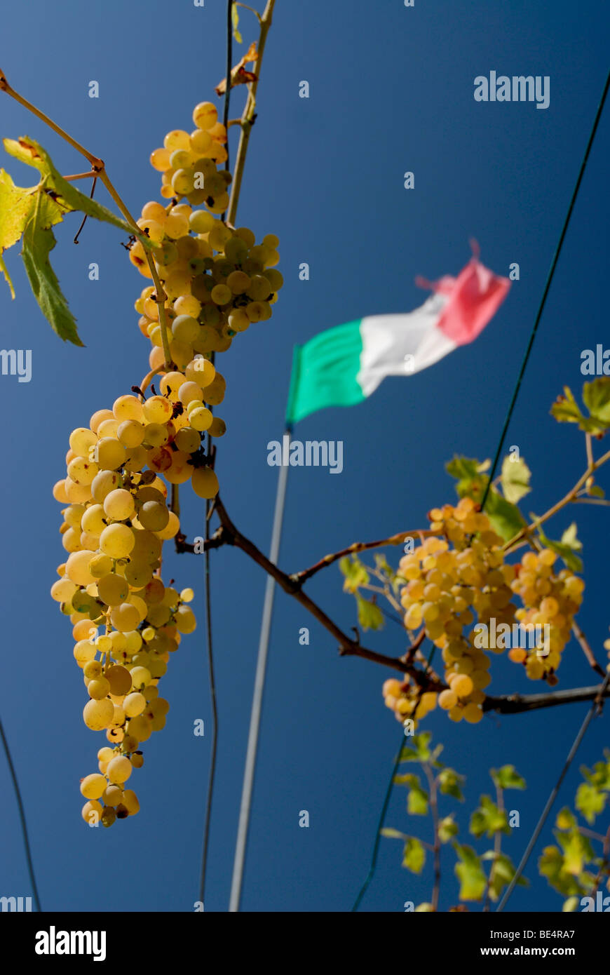 Grapes national hi-res stock photography and images - Alamy