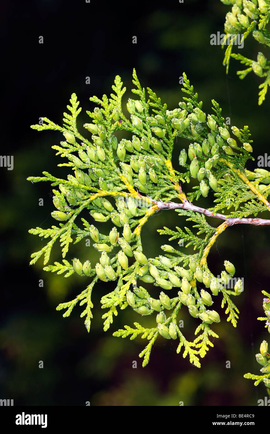 Eastern Arborvitae, Northern Whitecedar (Thuja occidentalis) branch ...
