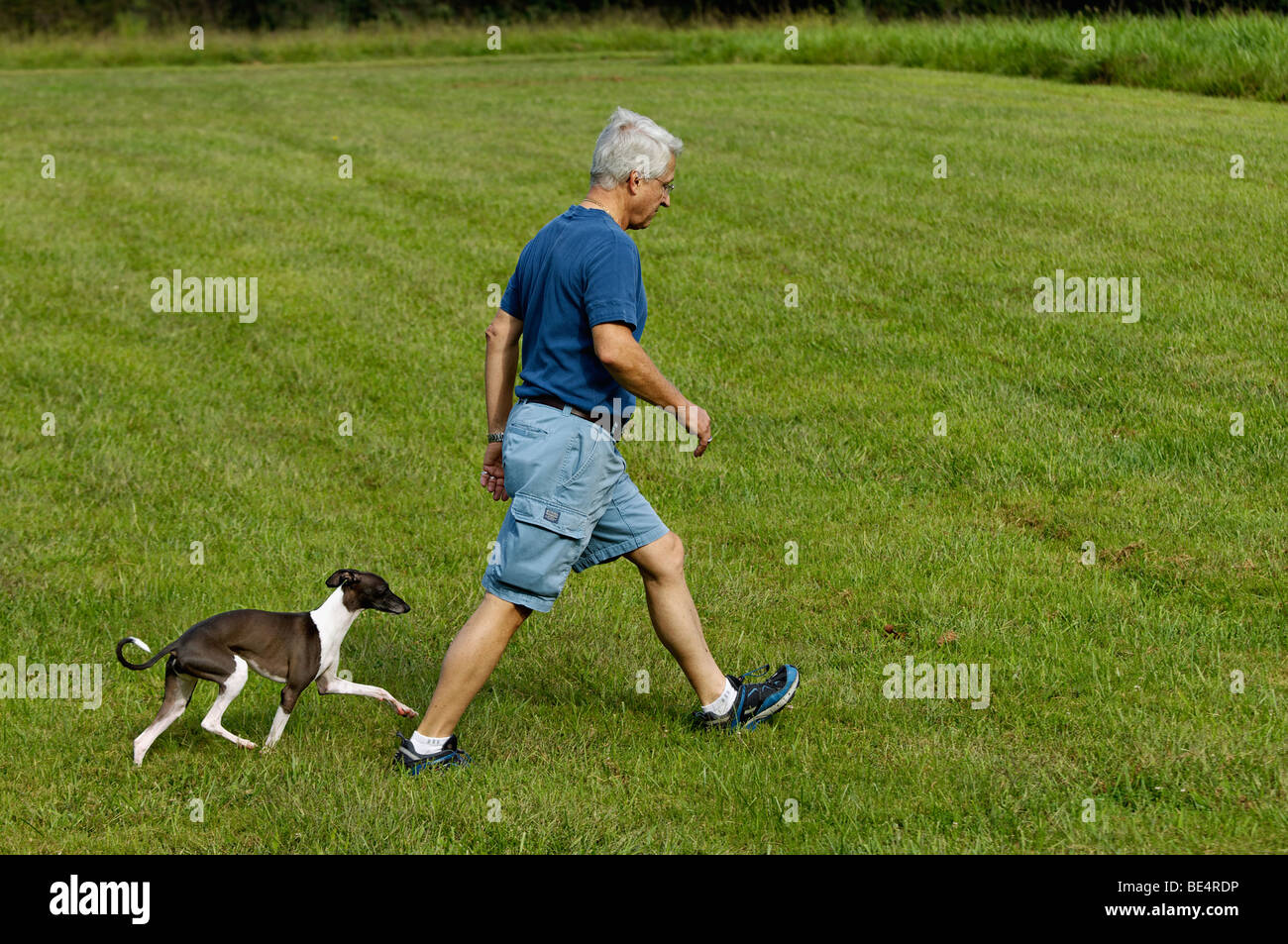 Older Man Walking through Grass with Italian Greyhound at heel in Floyd ...