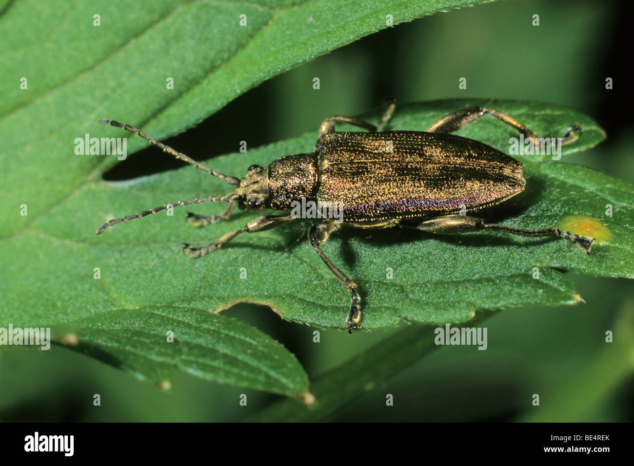 Leaf beetle species (Donacia sp Stock Photo - Alamy