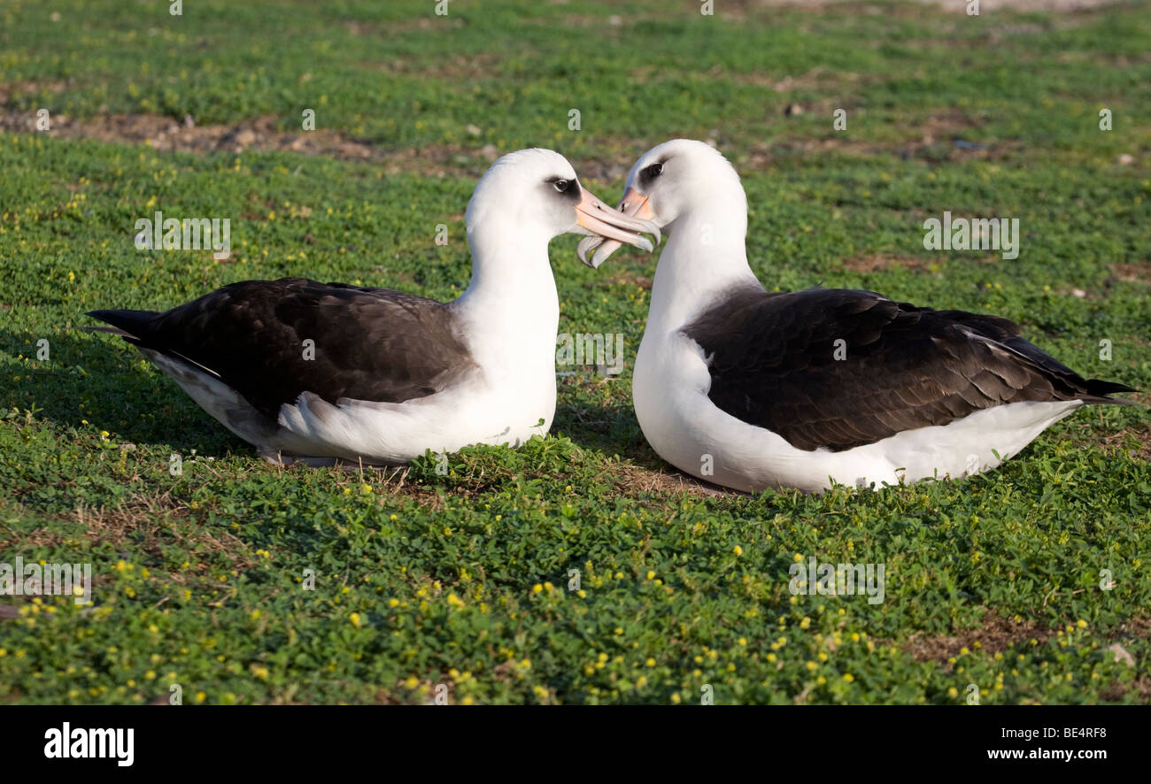 Albatross couple love hi-res stock photography and images - Alamy