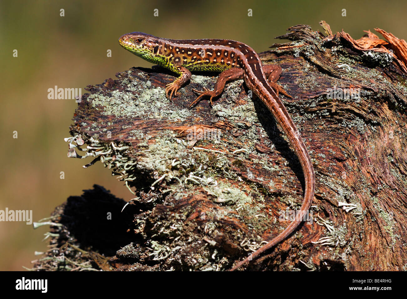 Sand Lizard (Lacerta agilis), young male Stock Photo - Alamy