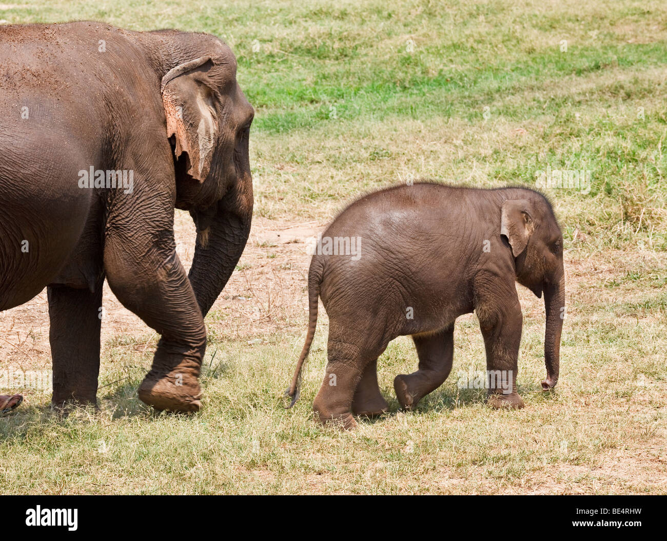 Profile shot of an baby elephant followed by his mother. Horizontal ...
