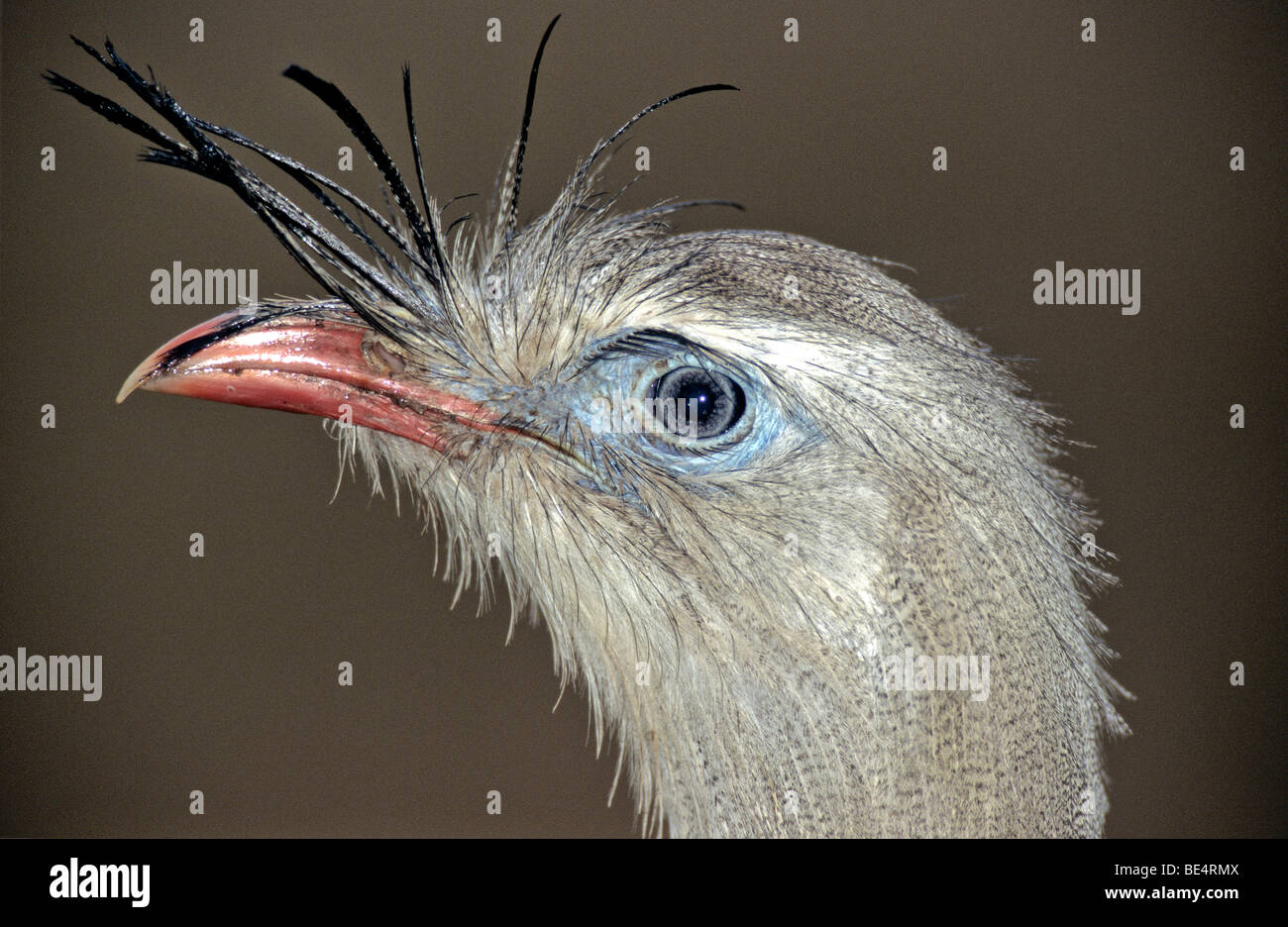 Red Legged Seriema Cariama Cristata High Resolution Stock Photography ...