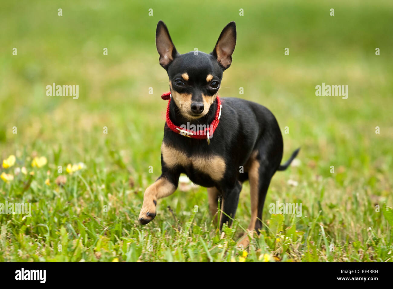 Prague Ratter running across a meadow Stock Photo - Alamy