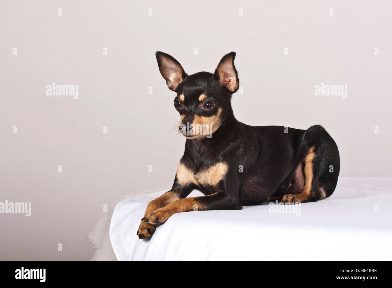 Prague rattler hi-res stock photography and images - Alamy