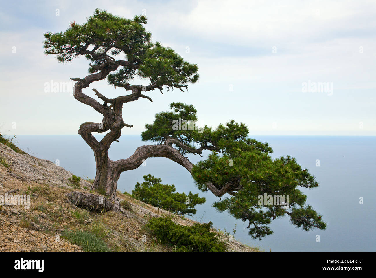 juniper tree on rock ("Novyj Svit" reserve, Crimea, Ukraine Stock Photo ...