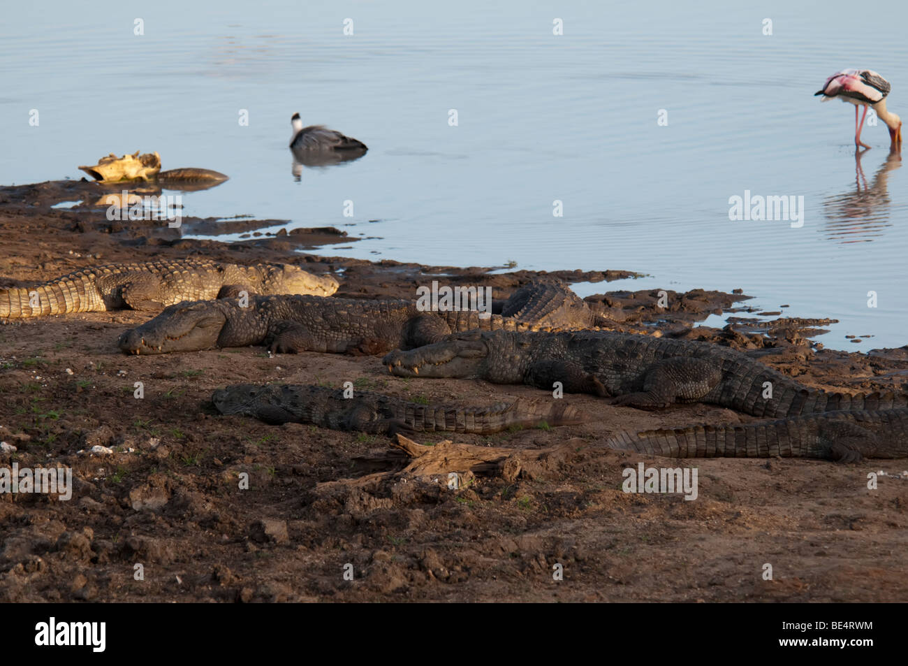 Group of swamp mugger crocodiles at lakes edge with painted stork in ...