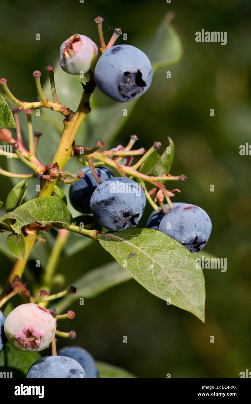 Oregon fruit blueberries hi-res stock photography and images - Alamy