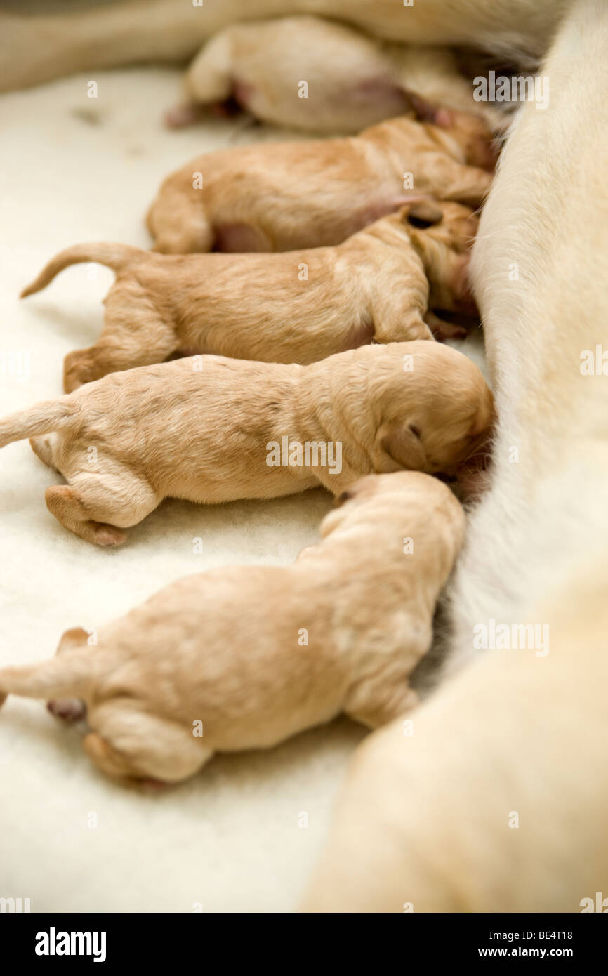 New born Puppies Feeding Stock Photo - Alamy