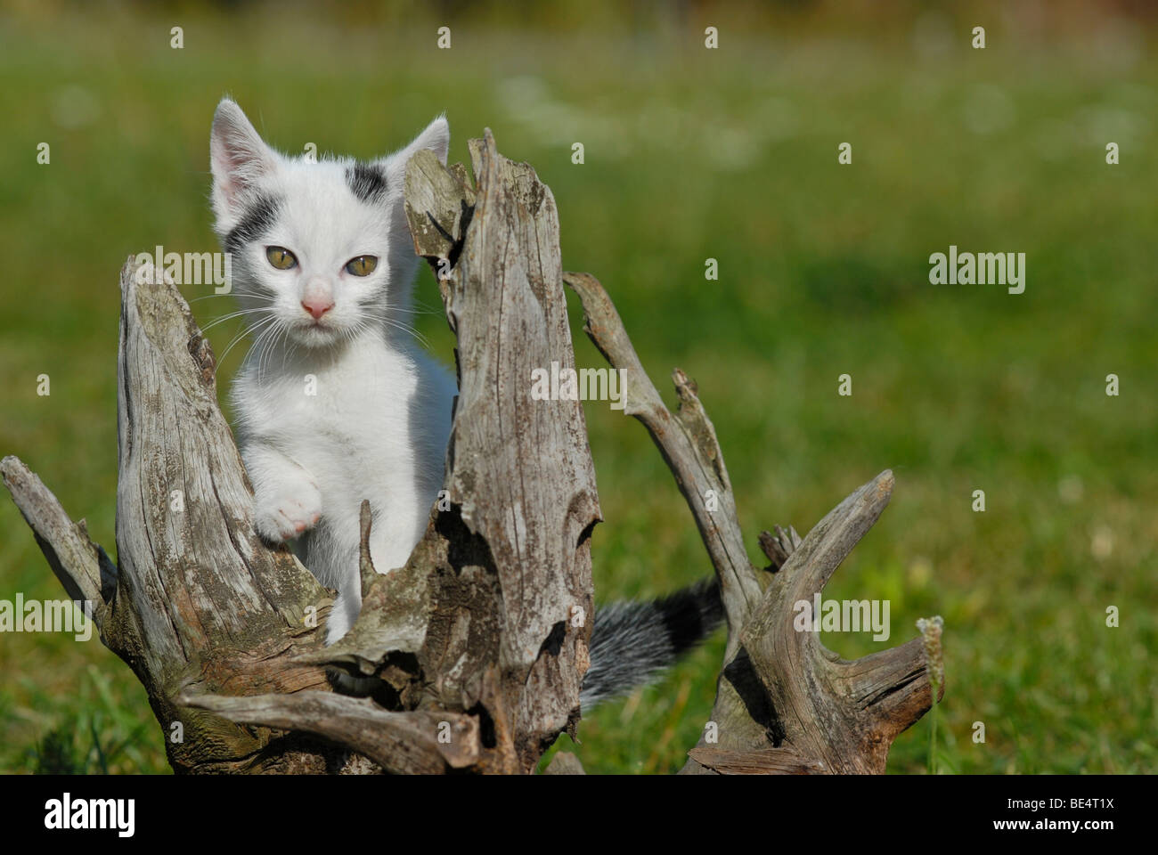 Domestic cat, kitten sitting on a root Stock Photo - Alamy