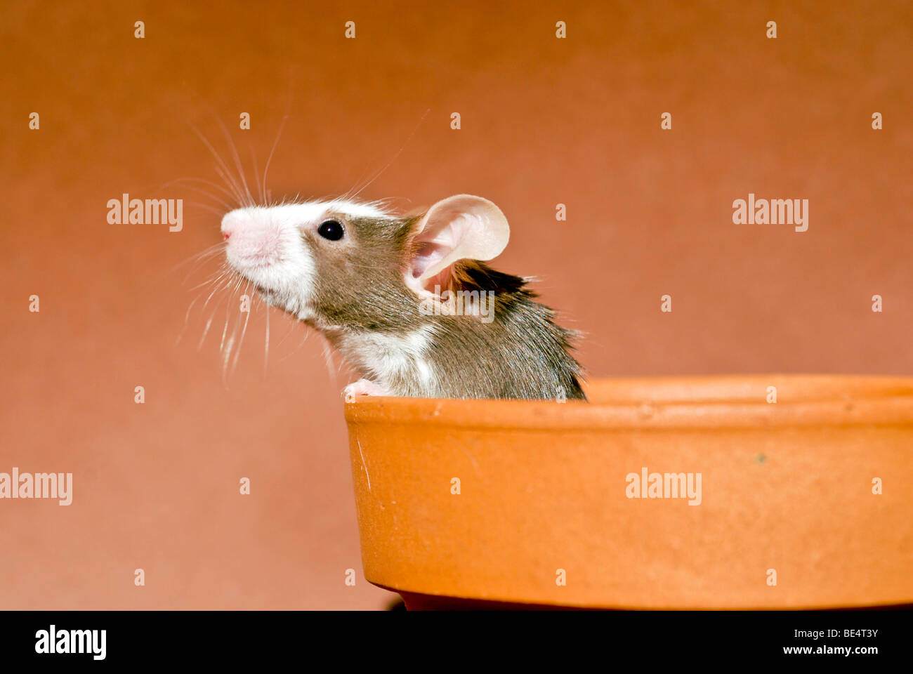 Fancy Mouse looking out of a pot Stock Photo - Alamy
