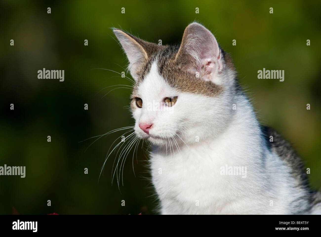 Cat portraits hi-res stock photography and images - Alamy