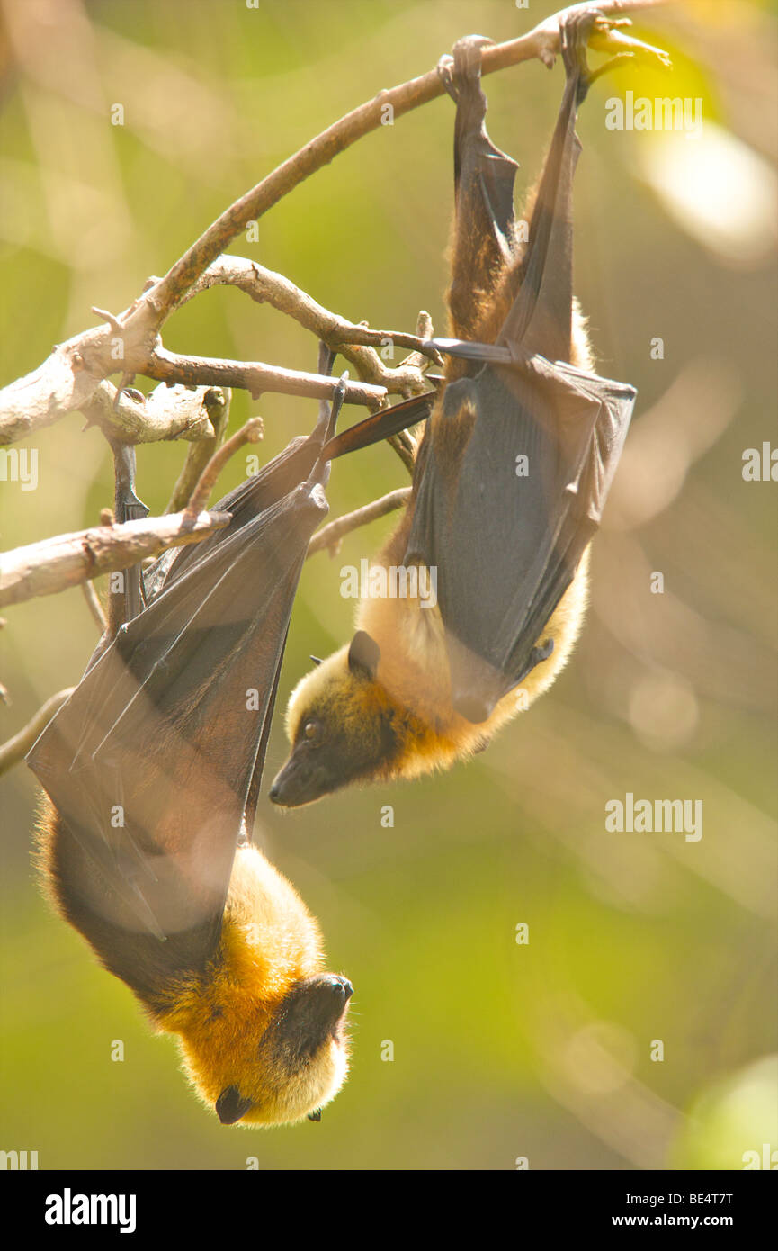 Flying foxes male female hi-res stock photography and images - Alamy