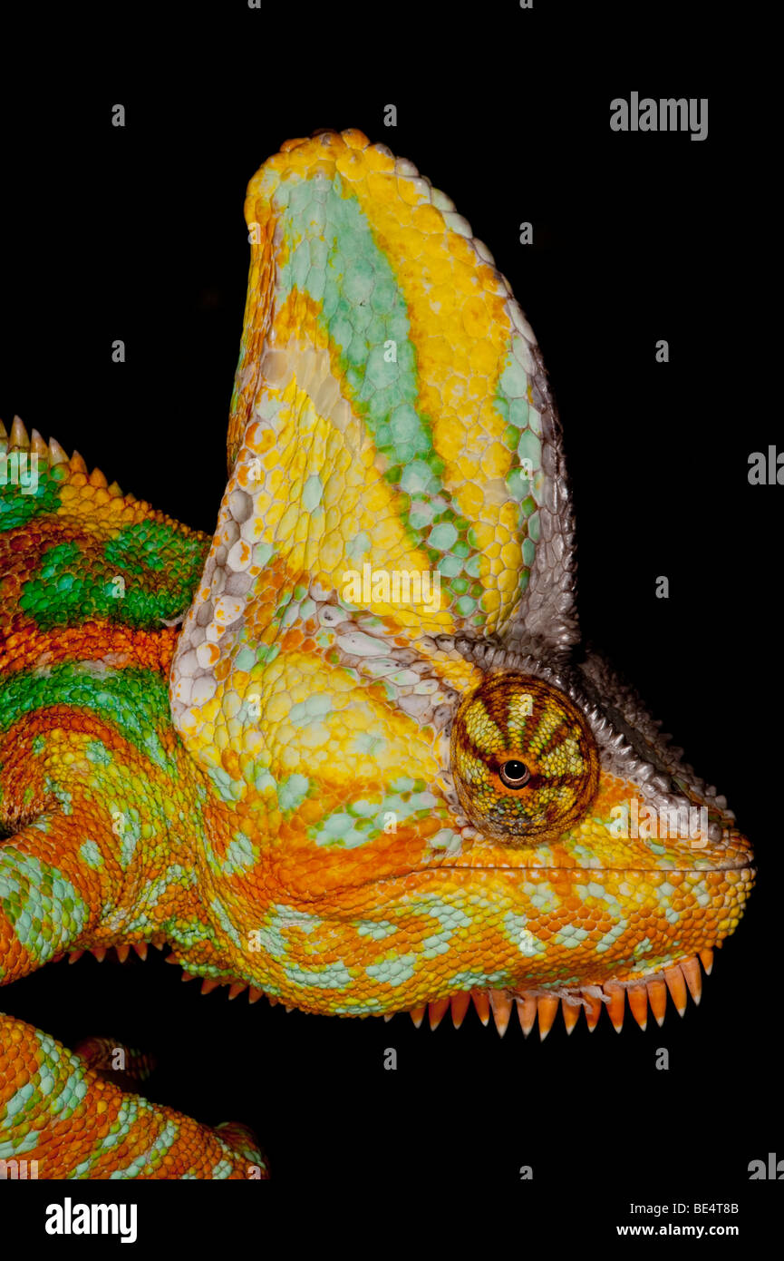 Veiled chameleon hi-res stock photography and images - Alamy