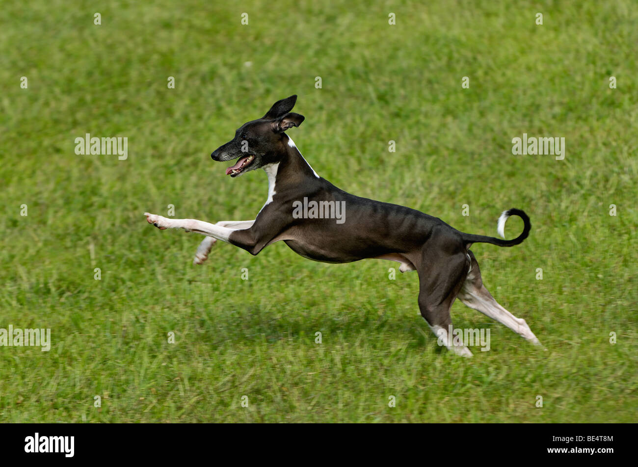 Italian Greyhound Running Stock Photo - Alamy