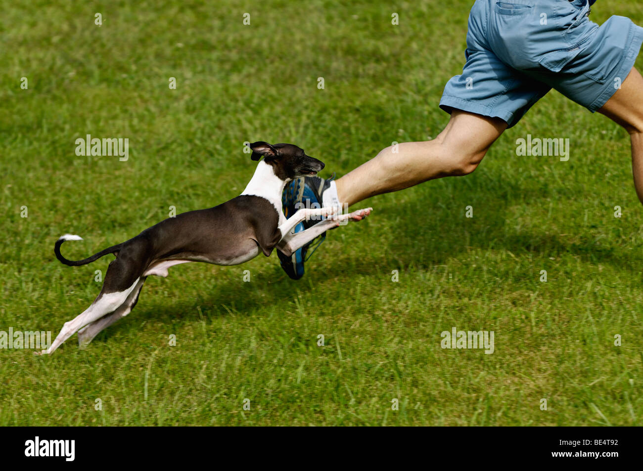 Italian Greyhound Running with its Owner Stock Photo - Alamy