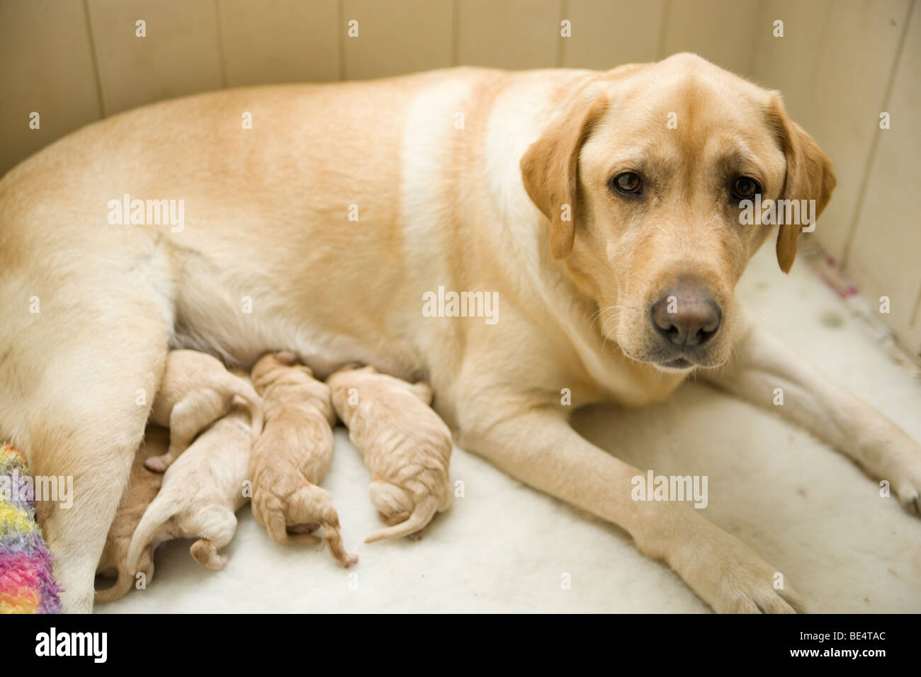 New born Puppies Feeding Stock Photo - Alamy