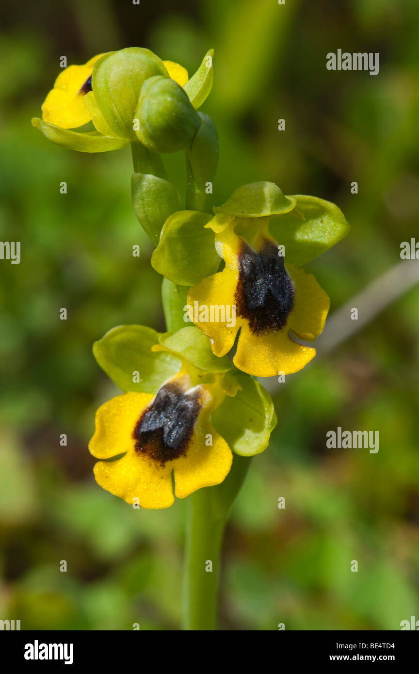 Yellow Ophrys (Ophrys lutea subsp. lutea Stock Photo - Alamy