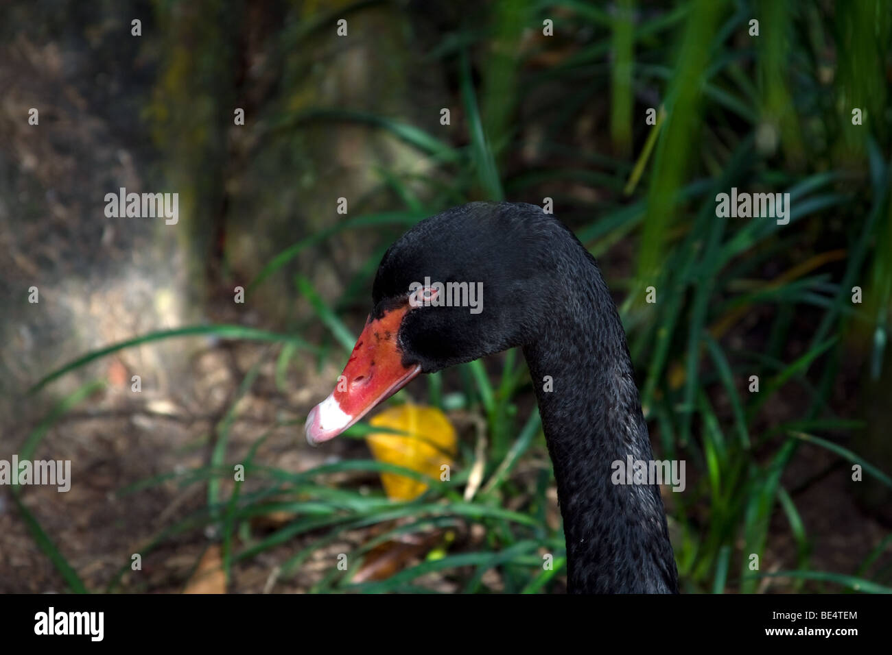 Having a look around Stock Photo - Alamy